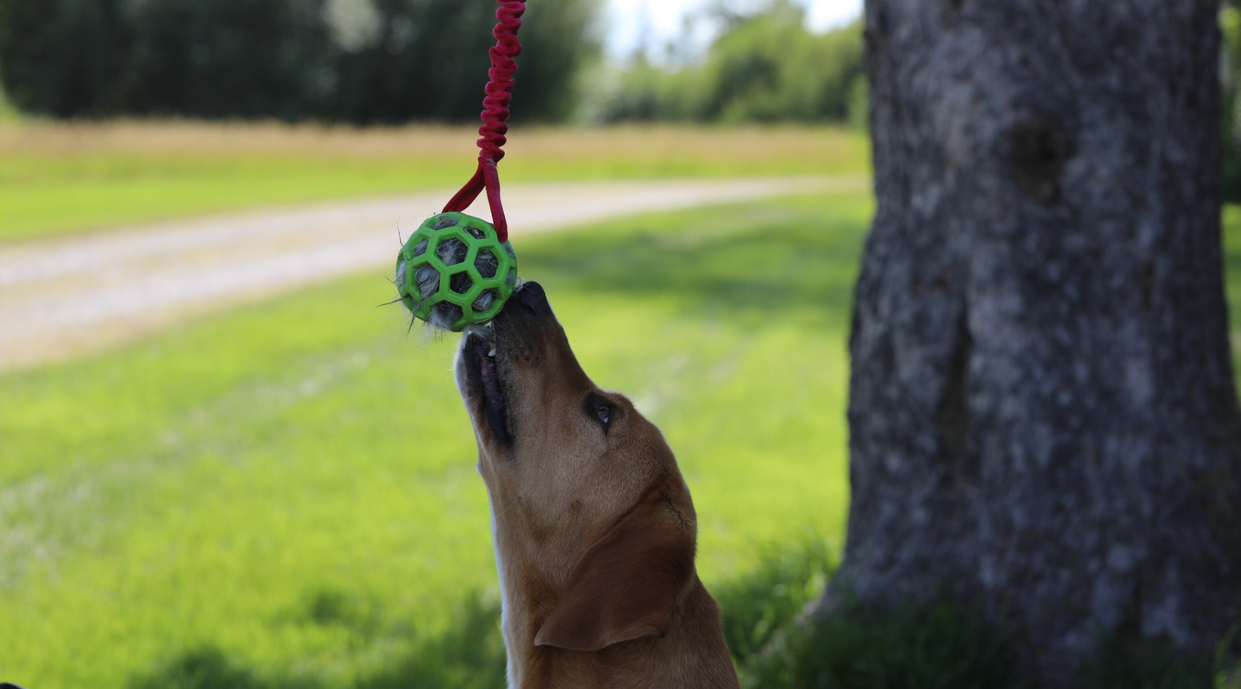 How to Choose the Safest Dog Toys: A Comprehensive Guide – Bellaloma K9